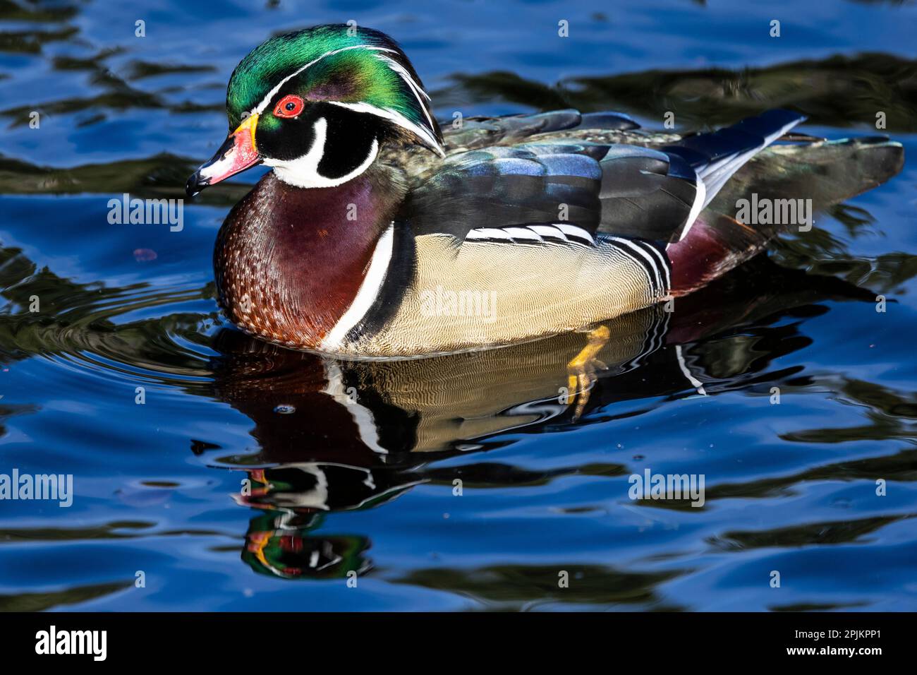 Darrell lake hi-res stock photography and images - Alamy