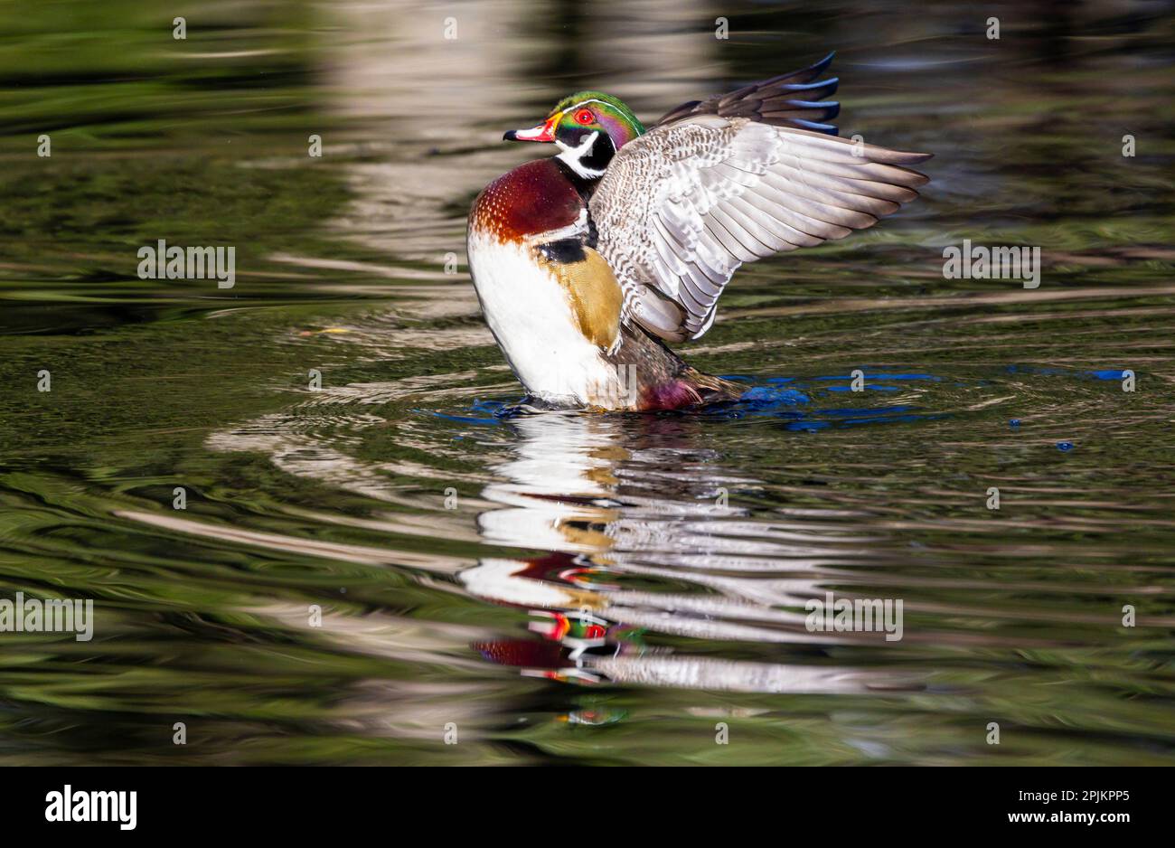 Wood duck drake flapping wings hi-res stock photography and images - Alamy