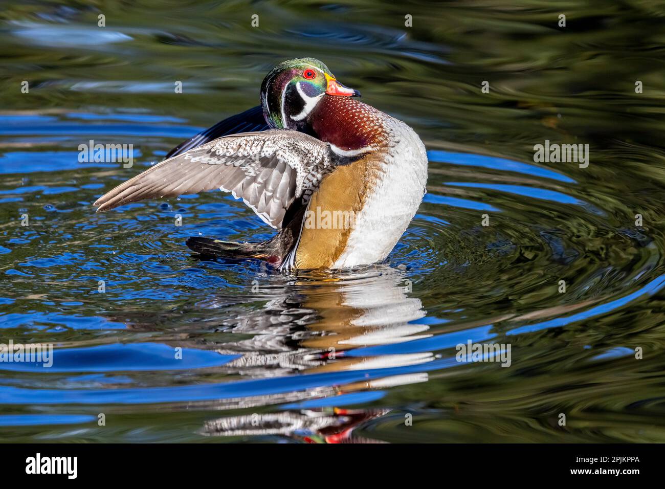 USA, Washington State, Sammamish. Yellow Lake with male drake wood duck ...