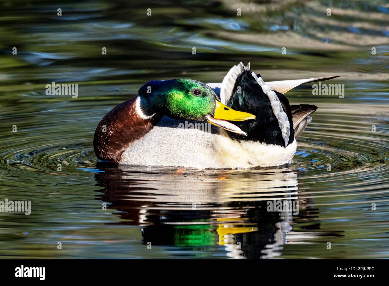 USA, Washington State, Sammamish. preening Mallard Drake duck Yellow ...