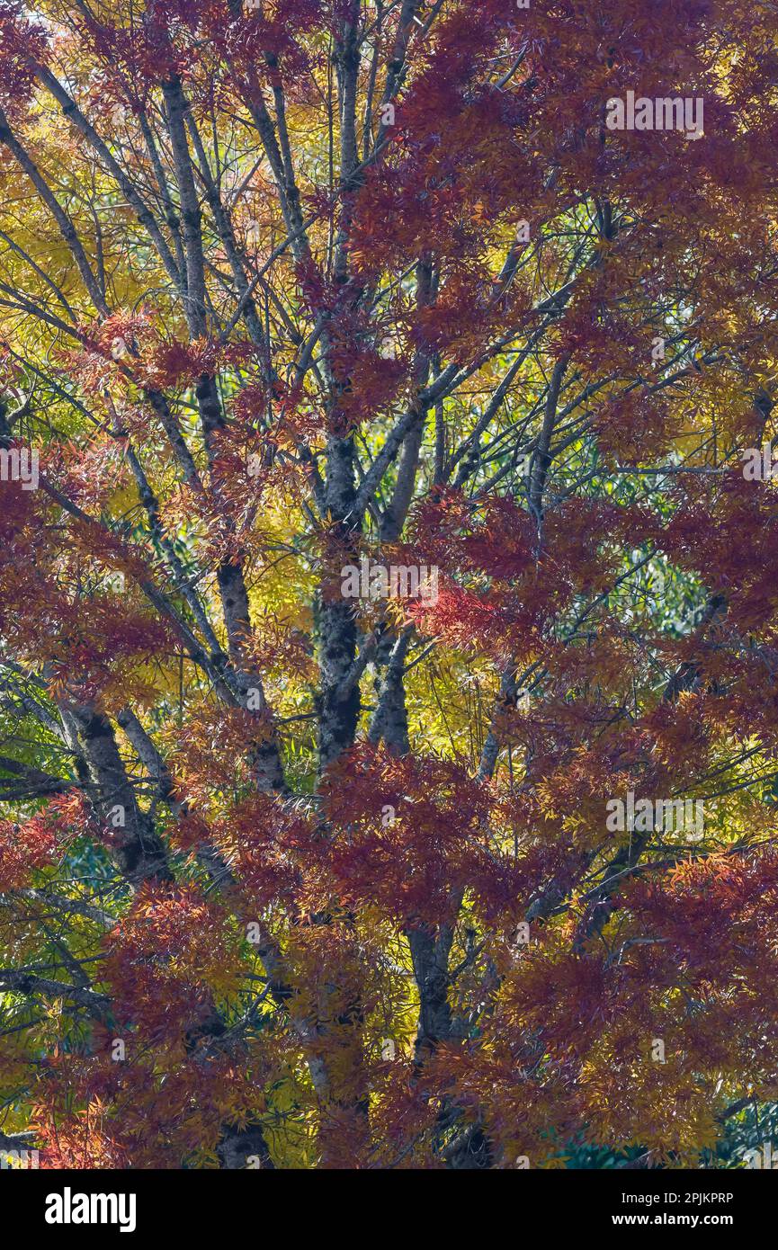 Bronze foliage hi-res stock photography and images - Alamy