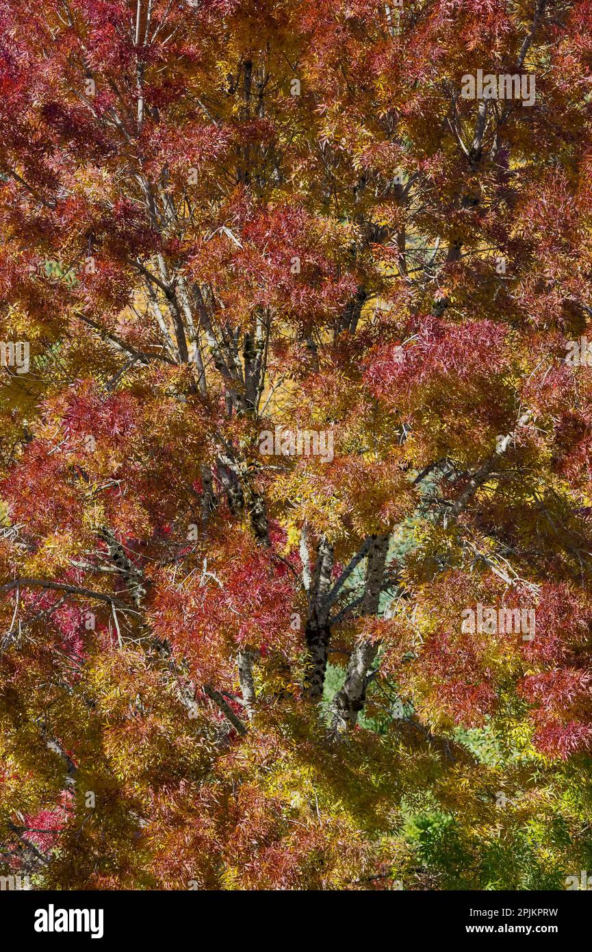 Bronze foliage hi-res stock photography and images - Alamy