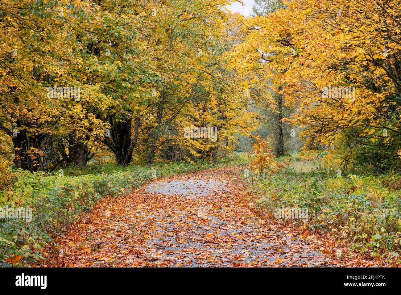 USA, Washington State. Big Leaf Maple trees in autumn colors near ...