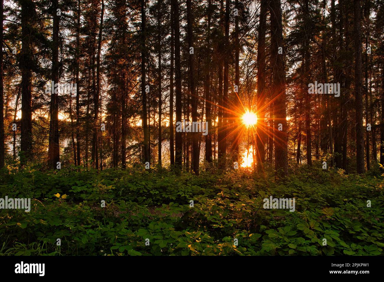 Canada, Manitoba, Paint Lake Provincial Park. Sunset through trees next ...