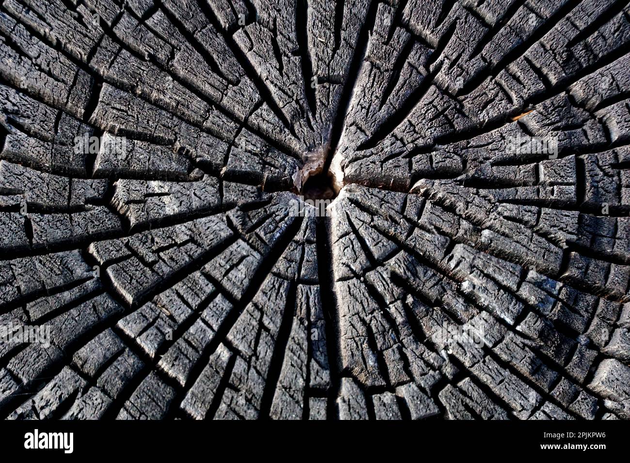 burnt tree bark background texture macro Stock Photo - Alamy
