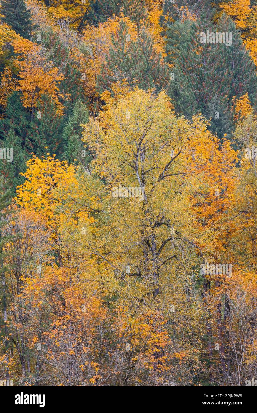 Big leaf maple tree hi-res stock photography and images - Alamy