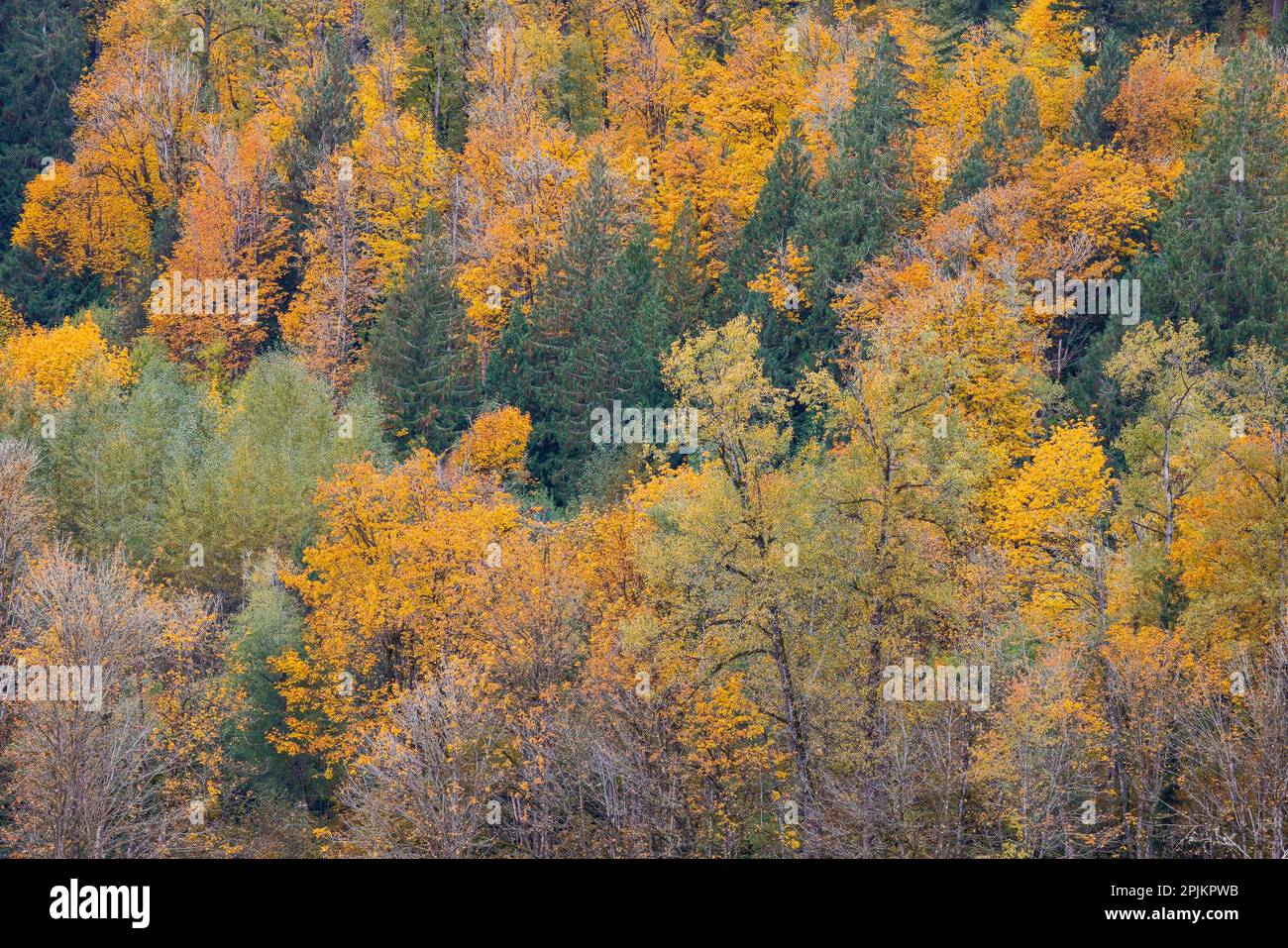 Big leaf maple tree hi-res stock photography and images - Alamy