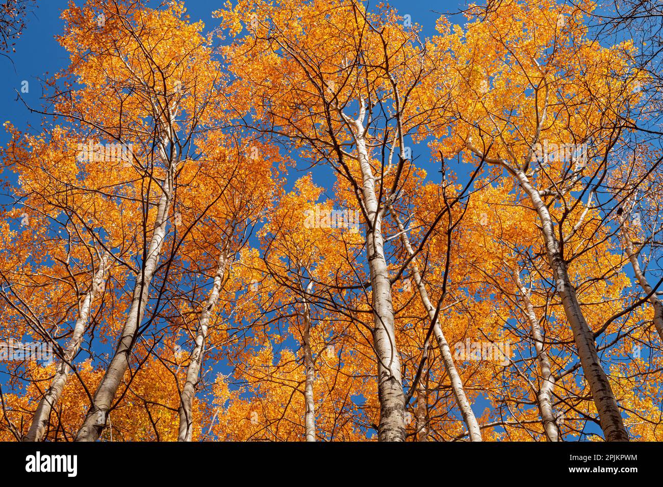 Canada, Manitoba, Duck Mountain Provincial Park. Yellow aspen trees ...