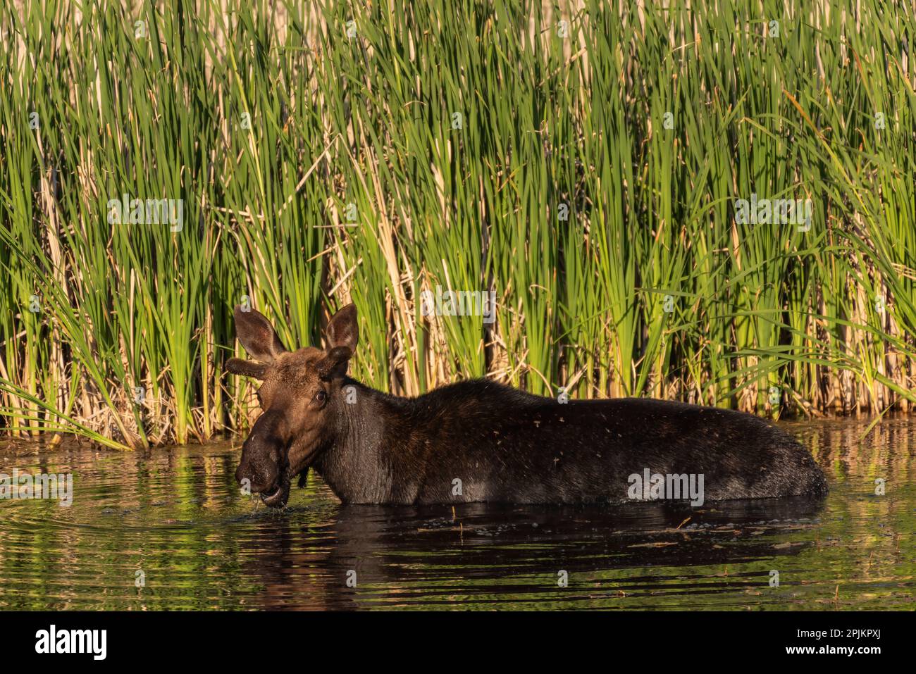 Canada, Manitoba, Riding Mountain National Park. Moose feeding in water ...