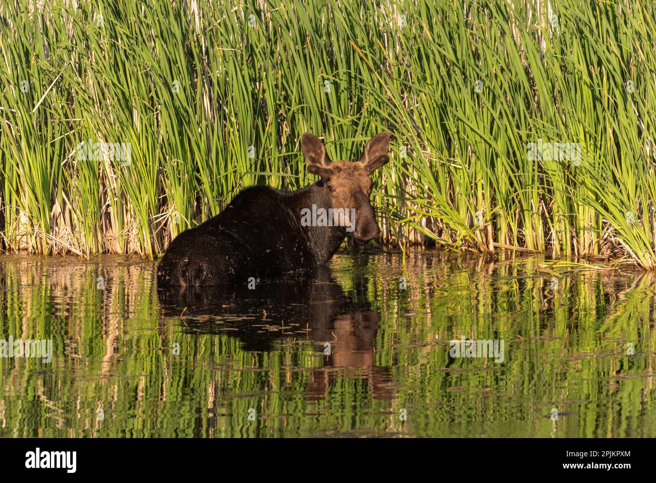 Canada, Manitoba, Riding Mountain National Park. Moose feeding in water ...