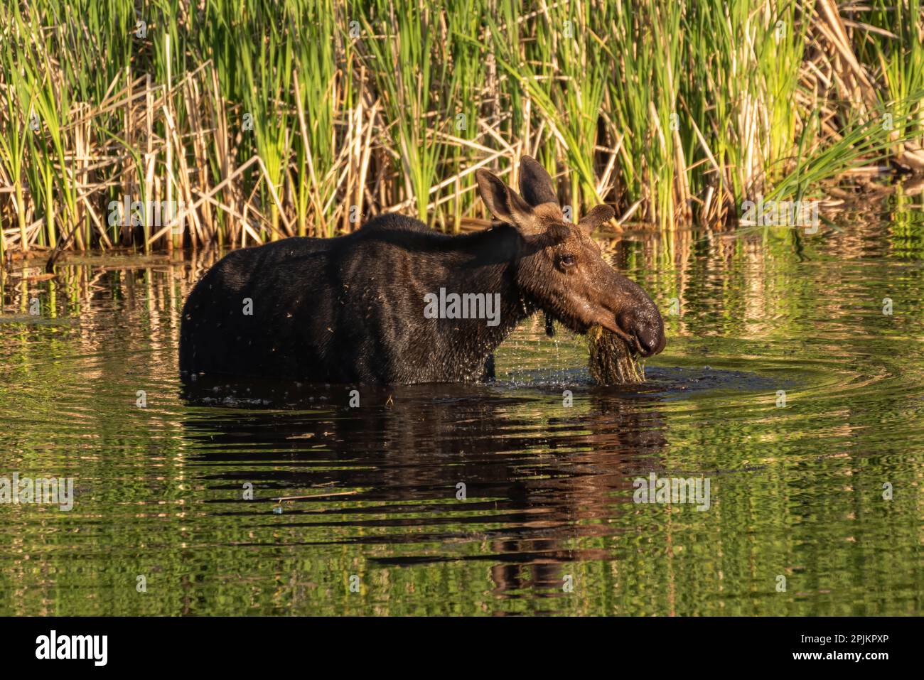 Canada, Manitoba, Riding Mountain National Park. Moose feeding in water ...