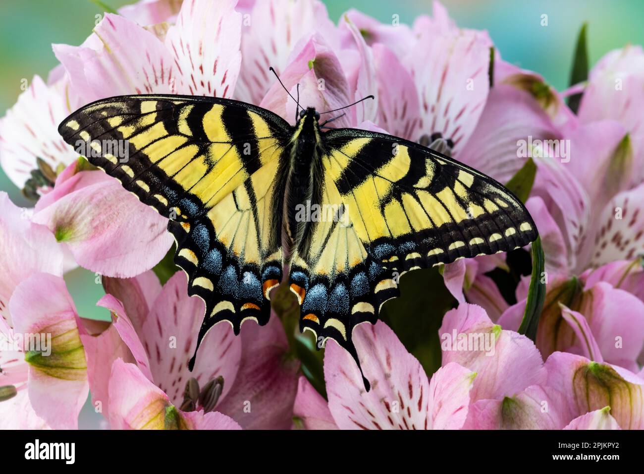 USA, Washington State, Sammamish. Eastern tiger swallowtail butterfly ...