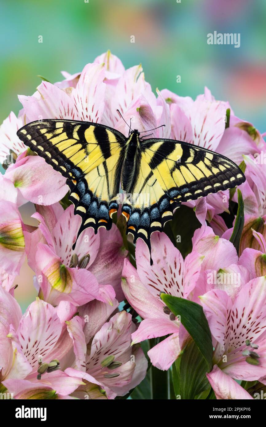 USA, Washington State, Sammamish. Eastern tiger swallowtail butterfly ...