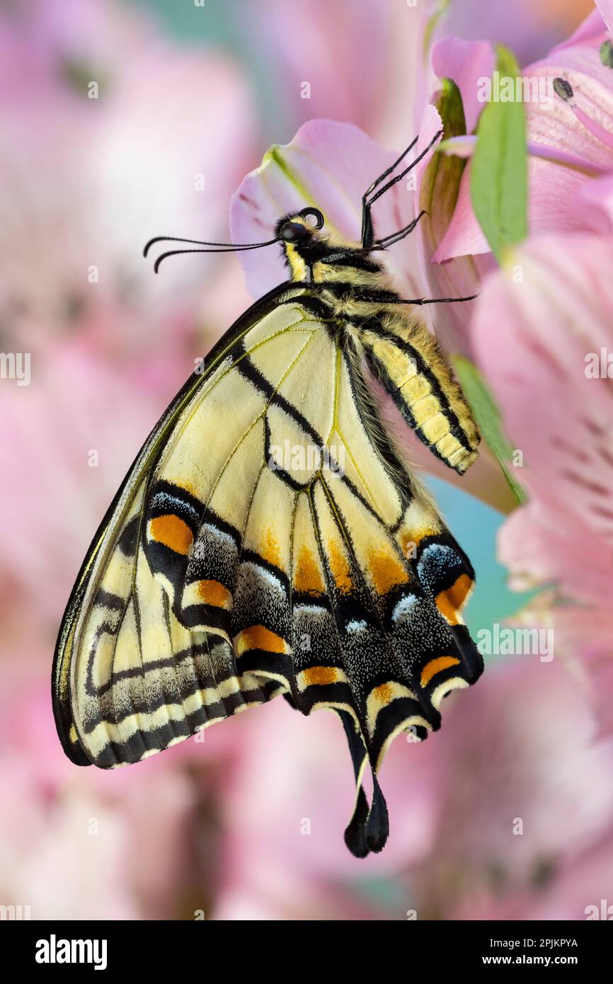 USA, Washington State, Sammamish. Eastern tiger swallowtail butterfly ...
