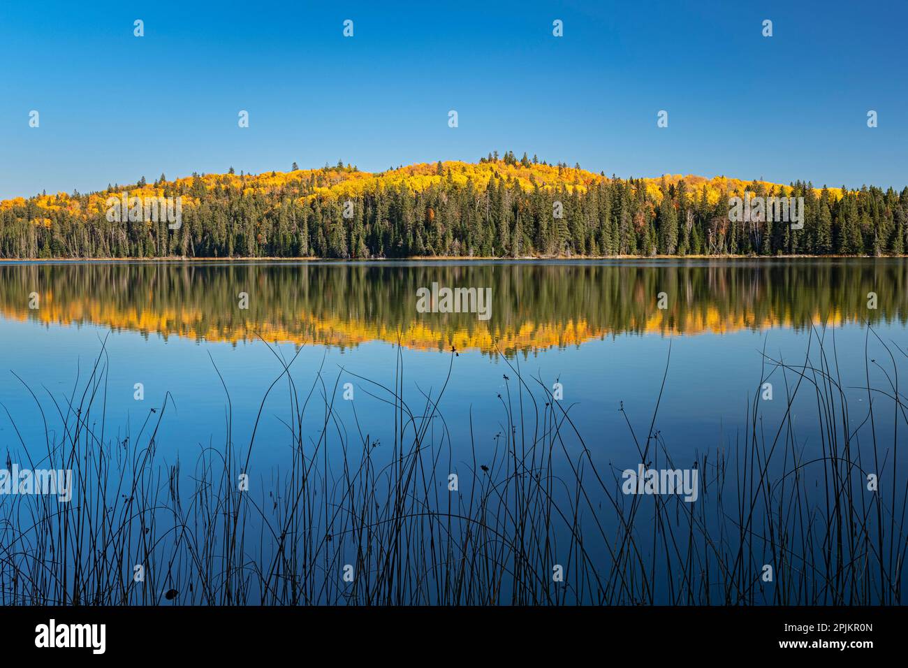 Canada, Manitoba, Duck Mountain Provincial Park. Autumn forest reflects ...