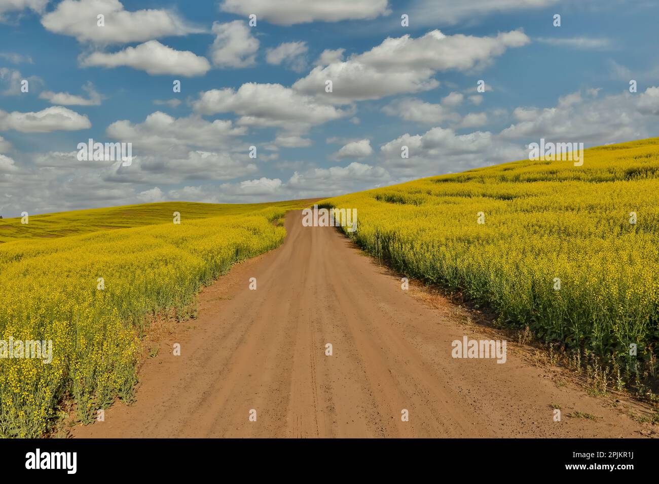 USA, Washington State, Palouse. Springtime landscape dirt roadway and ...