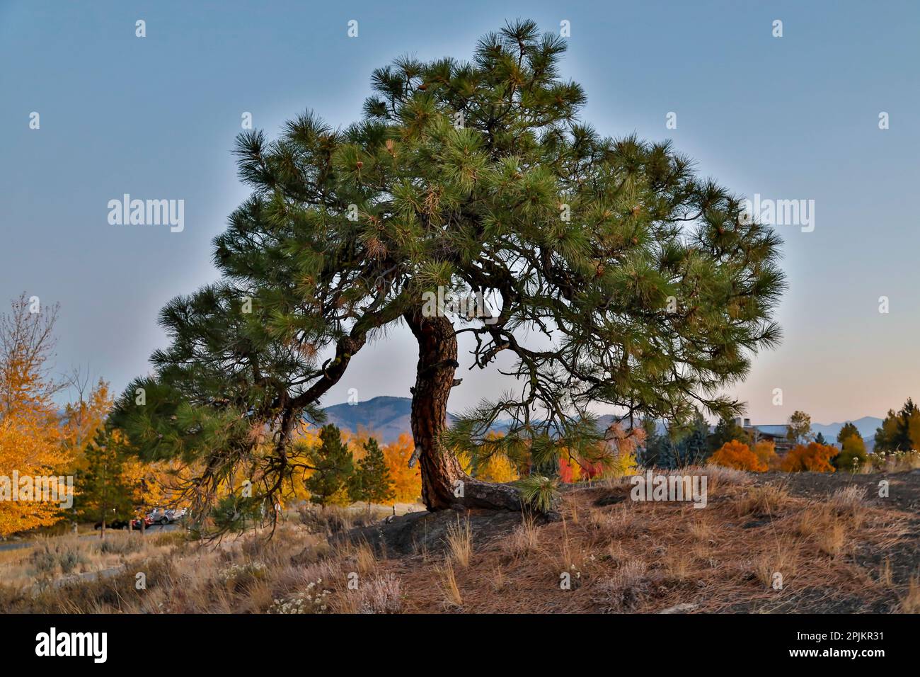 USA, Washington State, Winthrop, Sun Mountain and lone pine tree Stock Photo - Alamy