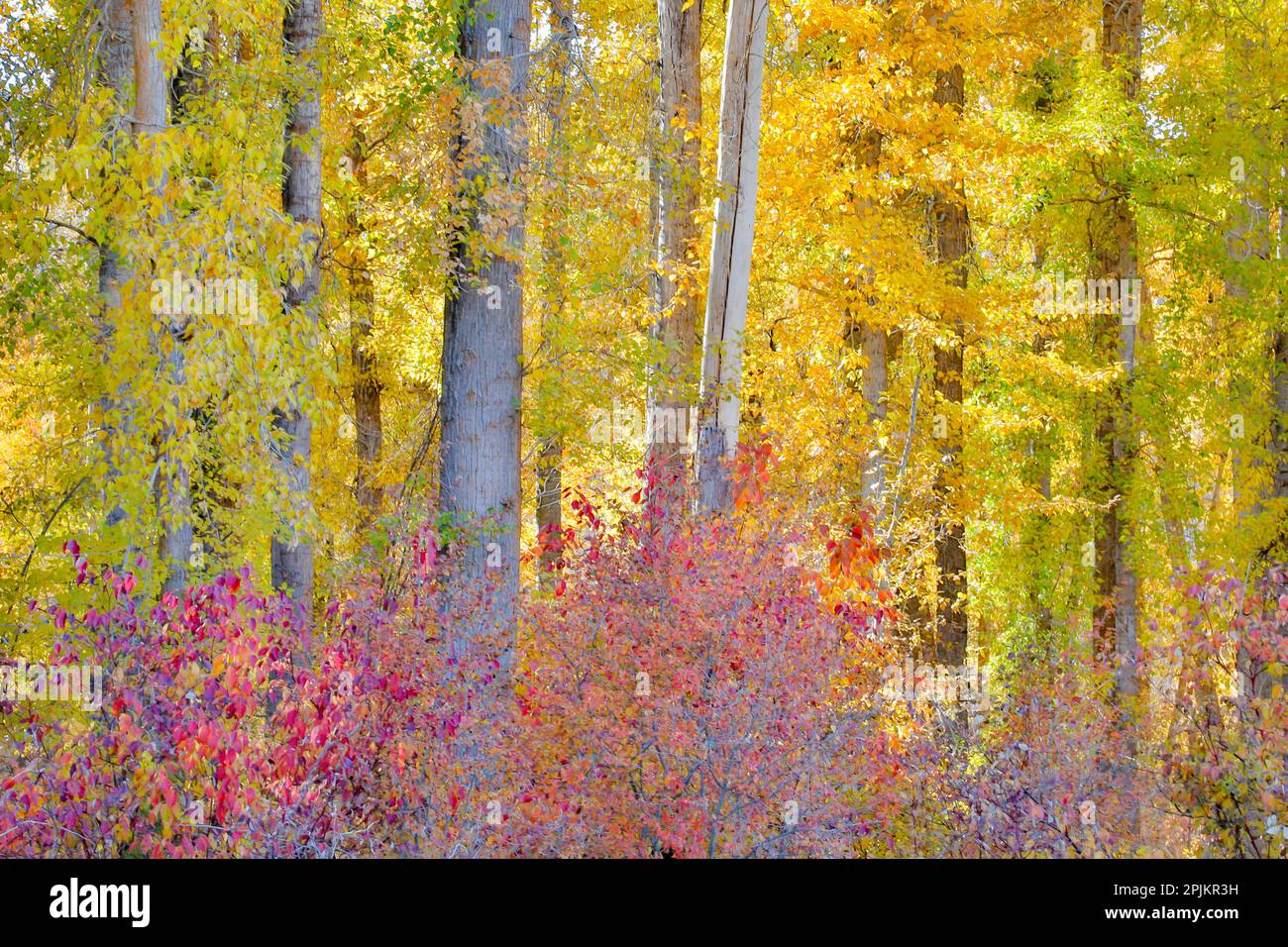 USA, Washington State. Cottonwoods and wild Dogwood trees in fall color ...