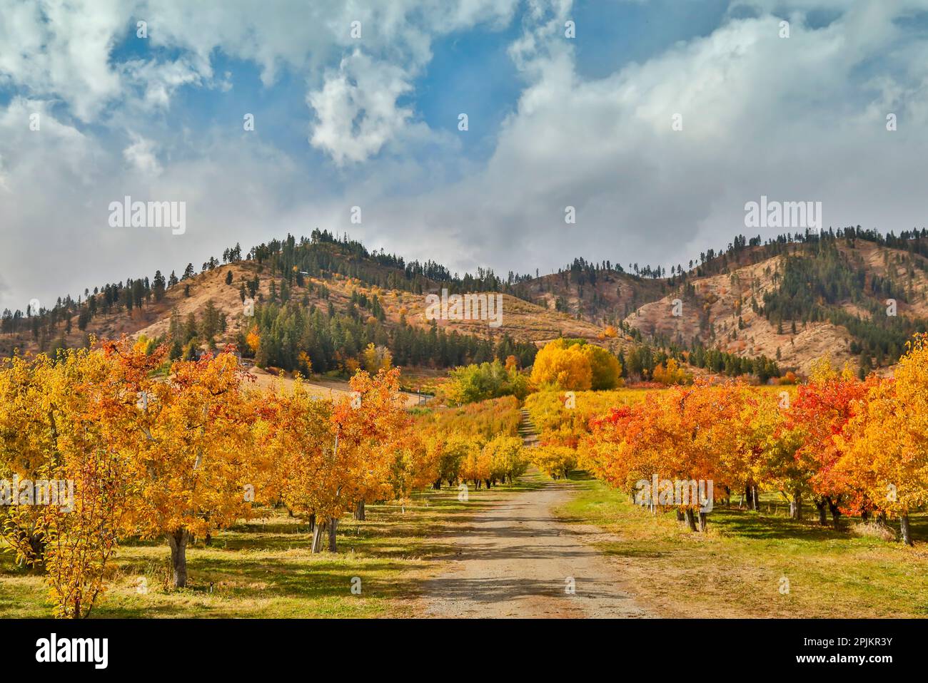 USA, Washington State. fall colored apple orchard near Peshastin Stock ...