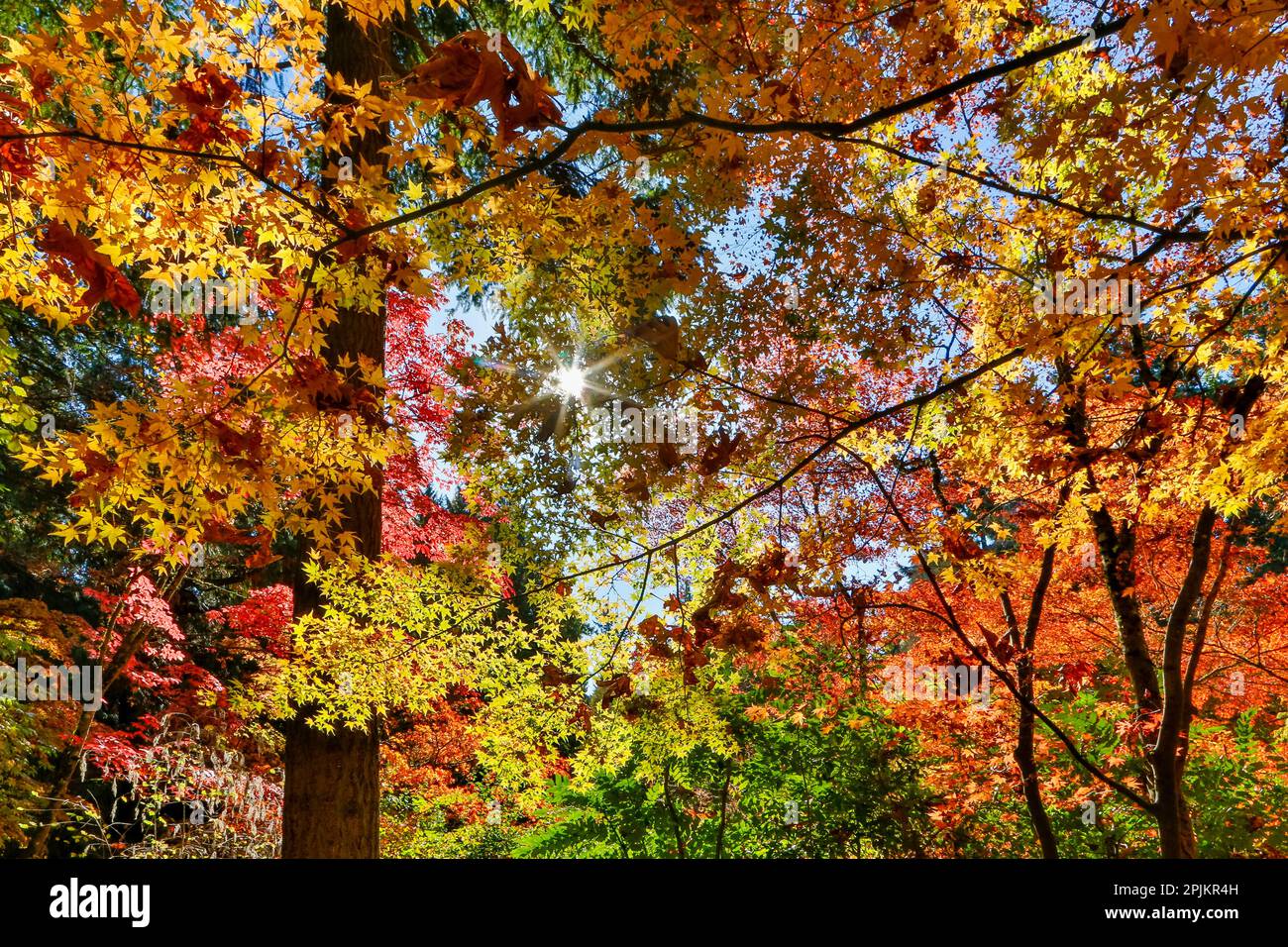 USA, Washington State, Seattle, Washington Arboretum with fall color on ...