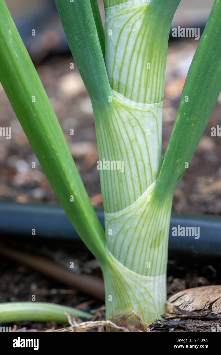 Onion stalk hi-res stock photography and images - Alamy
