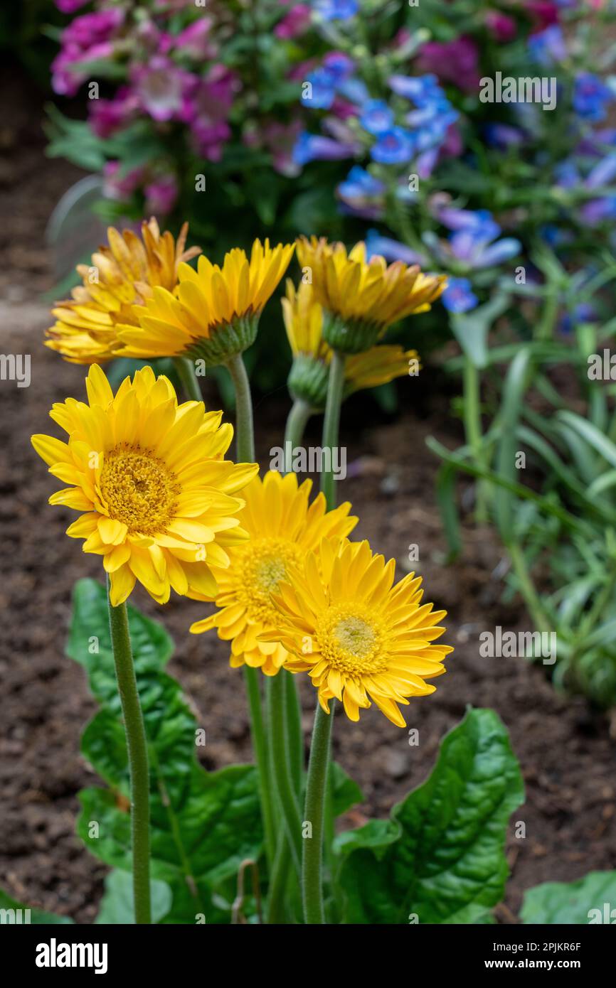 Garvinea sweet smile gerber daisies hi-res stock photography and images ...