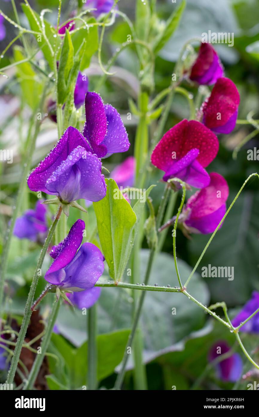 Issaquah, Washington State, USA. Sweet Pea flowers, also known as ...