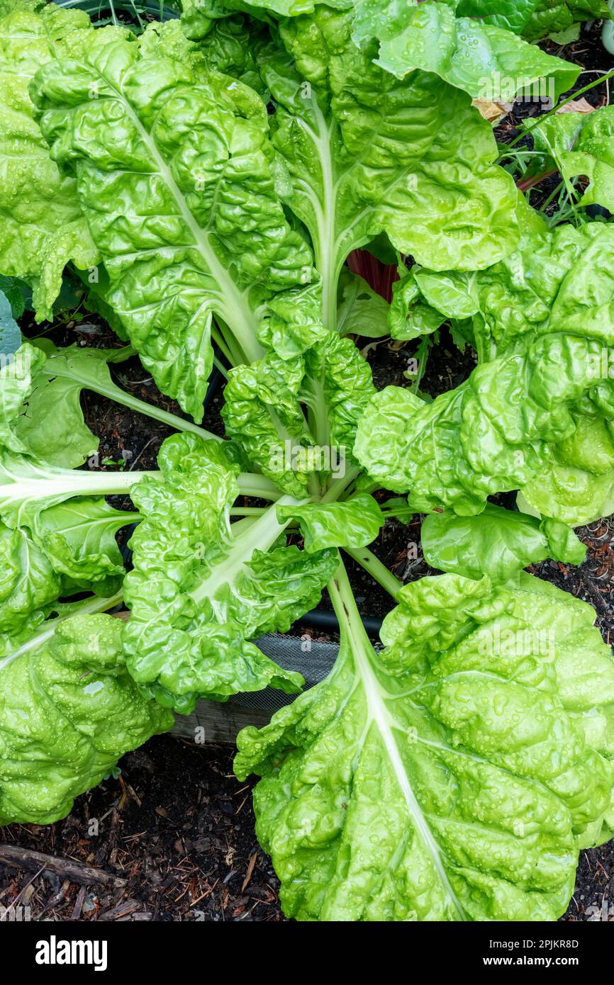 Issaquah, Washington State, USA. Fordhook giant Swiss chard plant Stock ...