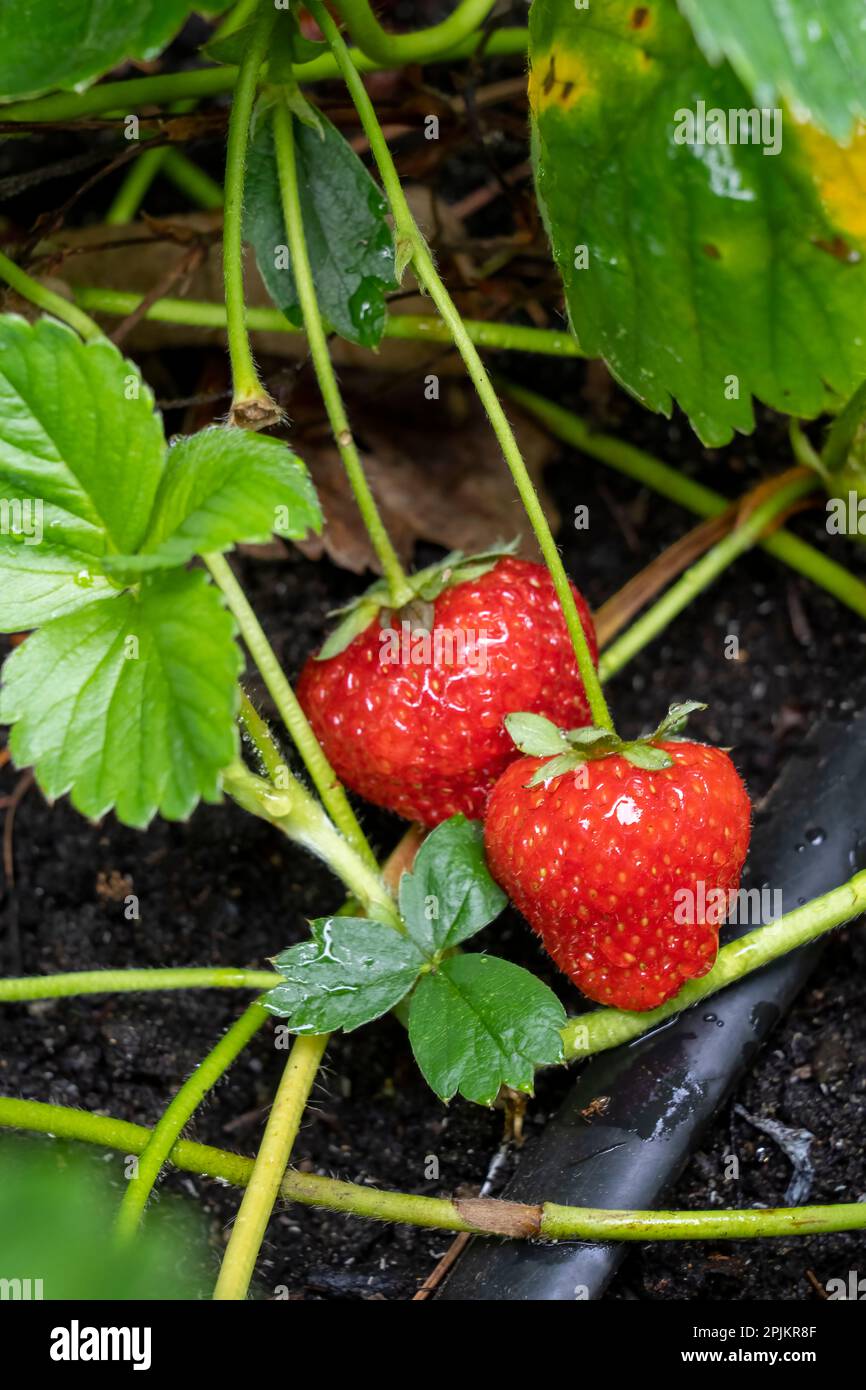 Issaquah, Washington State, USA. Ripe strawberries ready to harvest ...
