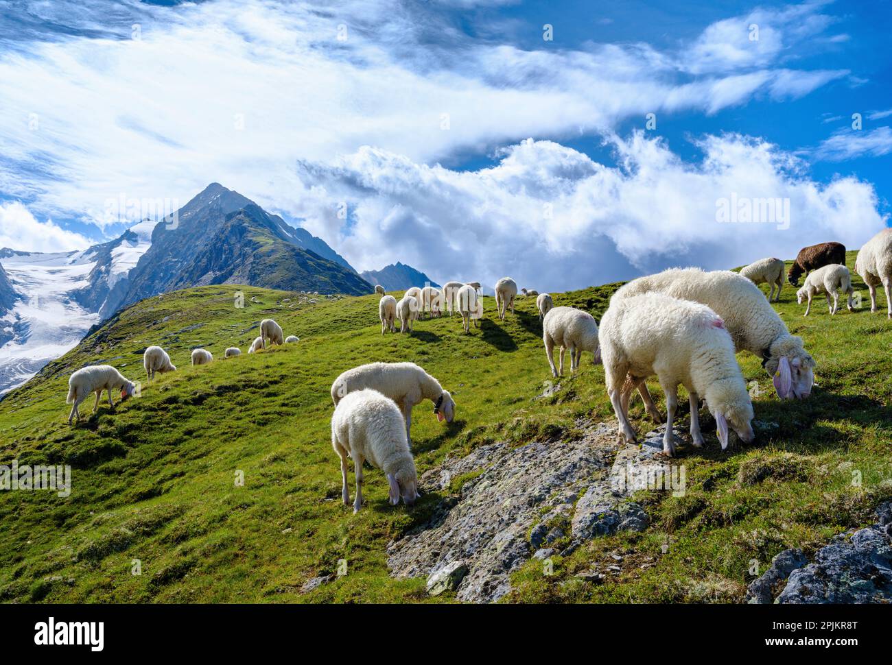 Tiroler Bergschaf (Tyrolean Mountain Sheep also called Pecora Alina ...