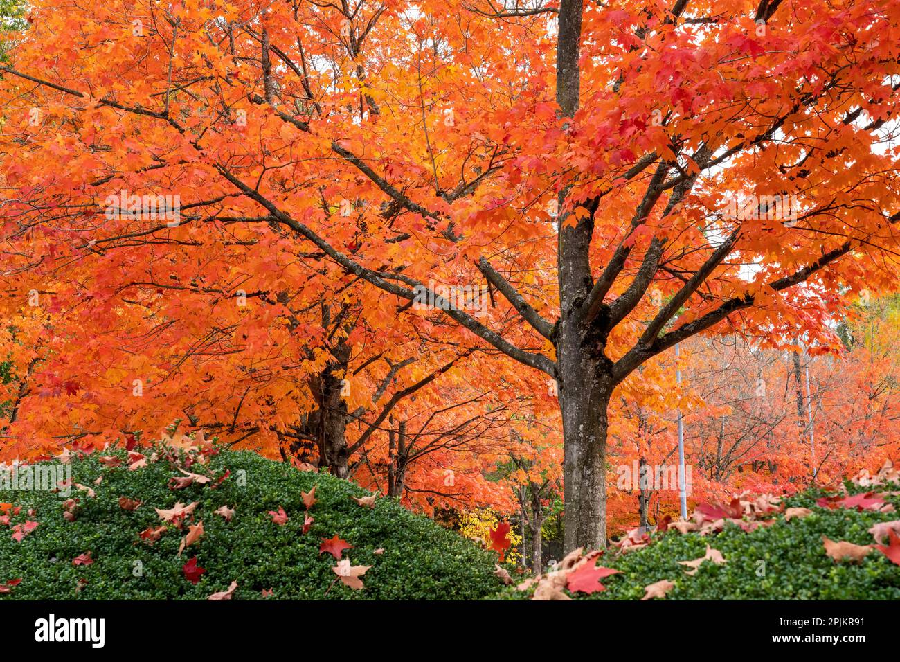 Renton, Washington State, USA. Colorful red maple trees in Autumn in ...