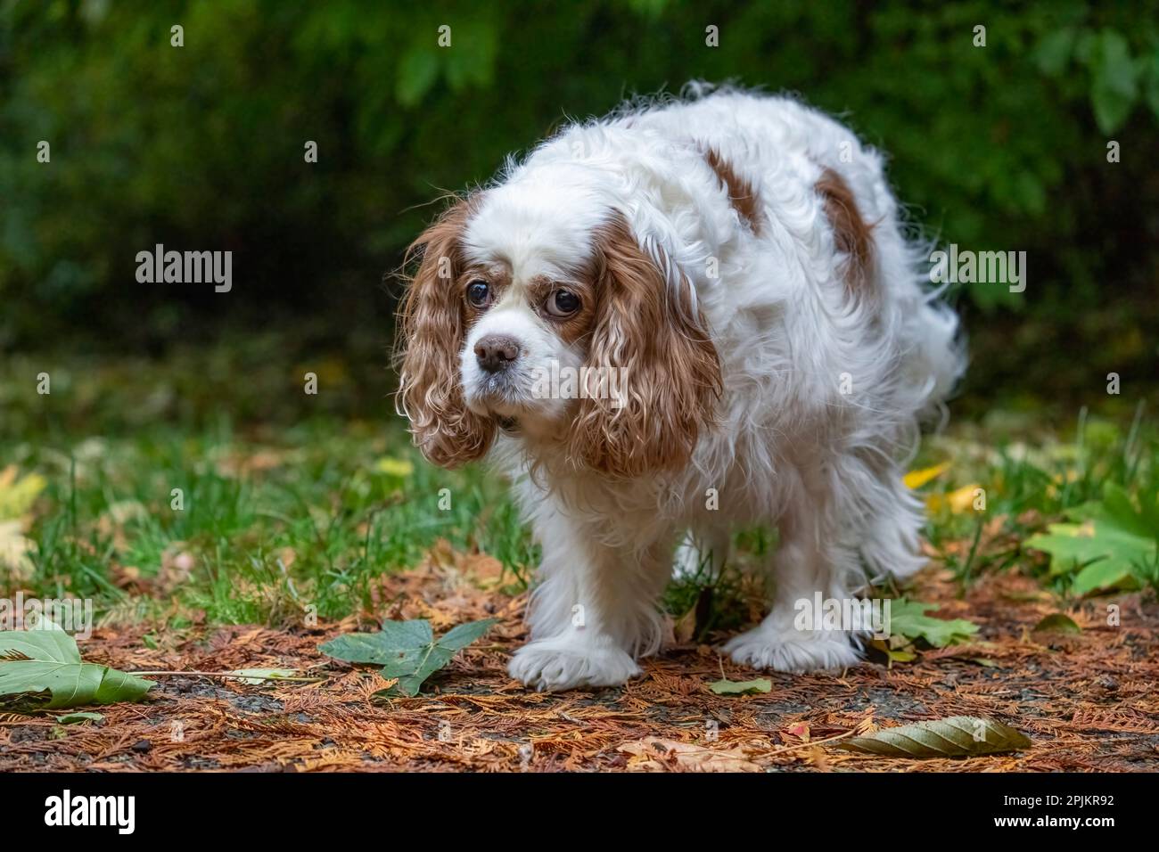 Issaquah, Washington State, USA. Sad-looking, elderly Cavalier King ...