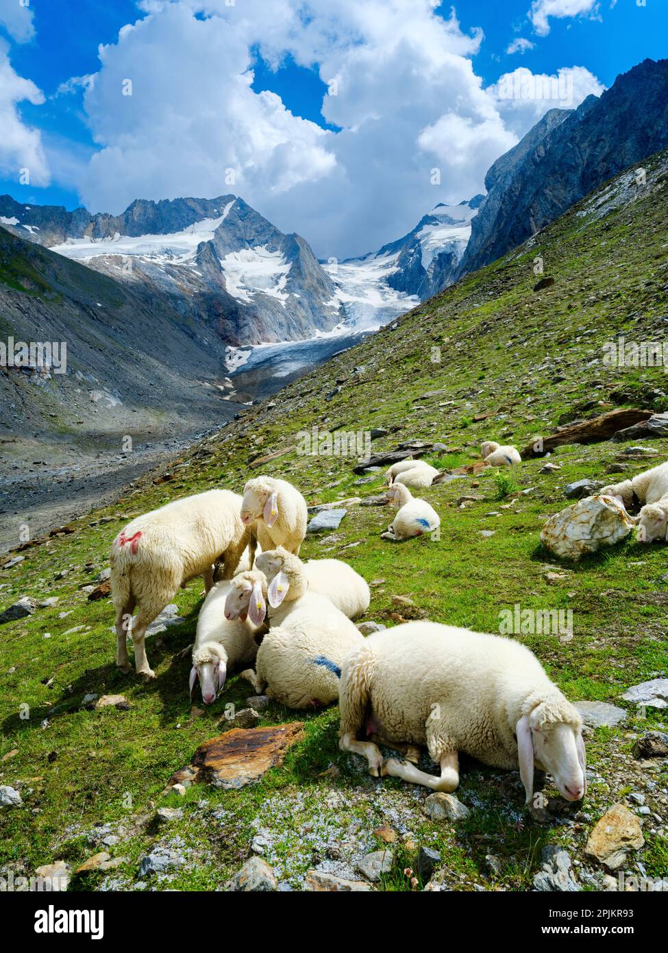 Tiroler Bergschaf (Tyrolean Mountain Sheep also called Pecora Alina ...