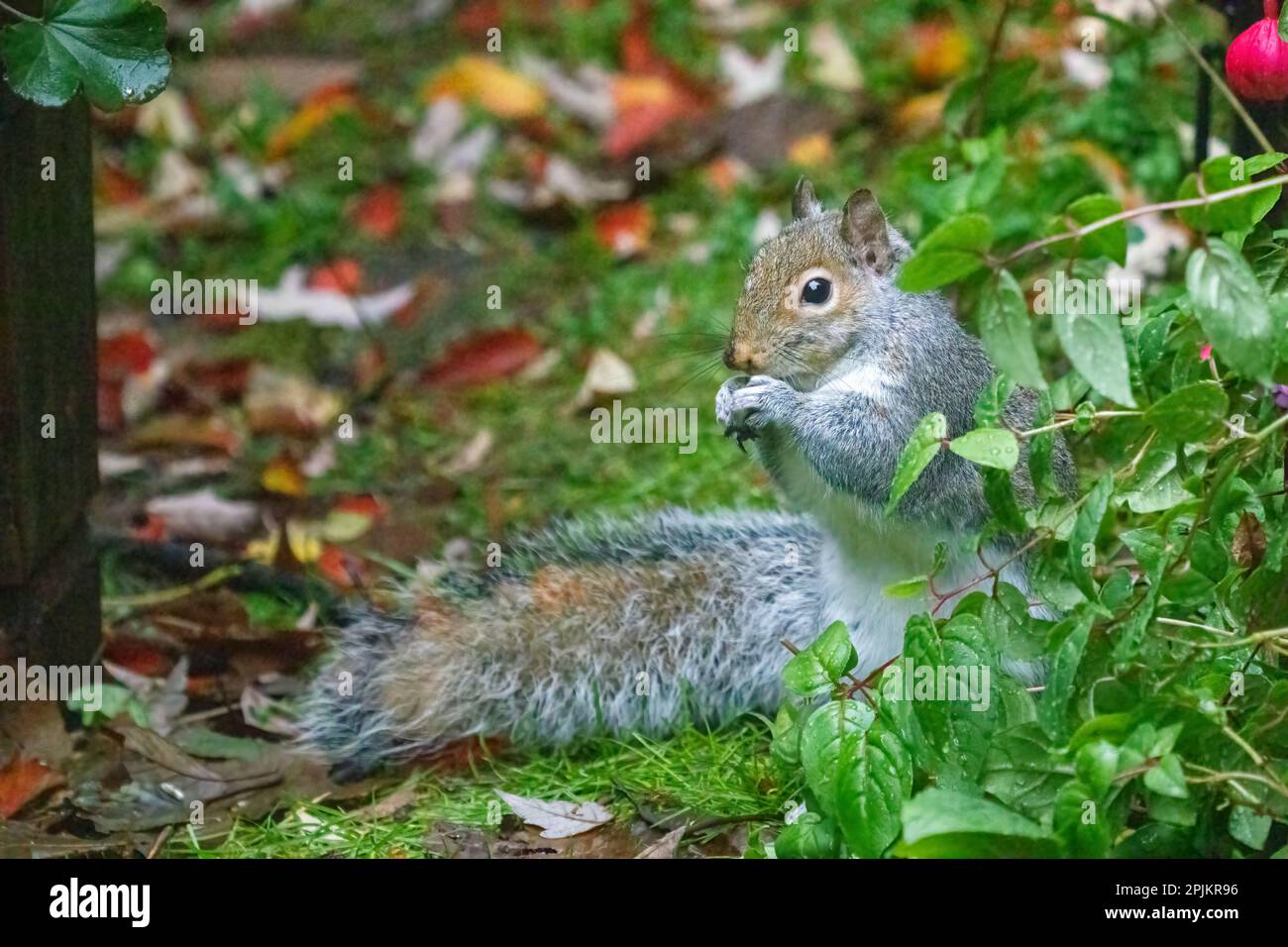 Issaquah, Washington State, USA. Western grey squirrel on the ground ...