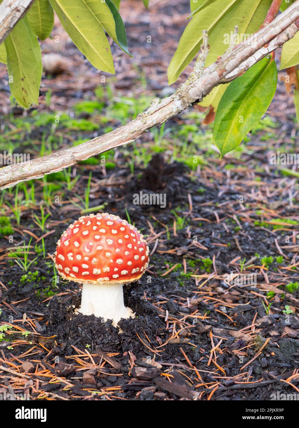 Washington mushroom hi-res stock photography and images - Alamy