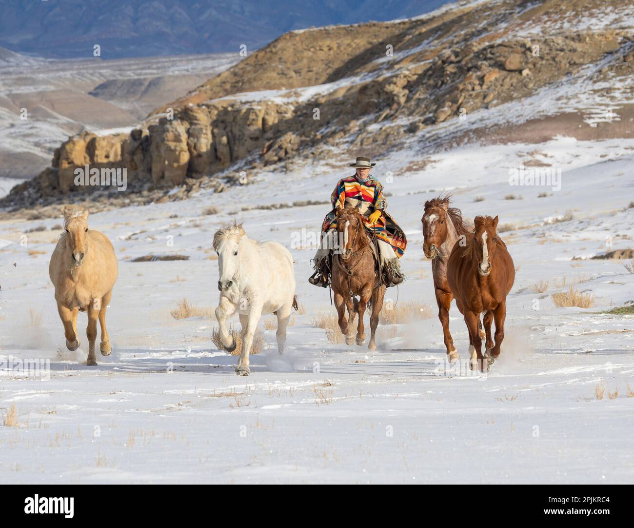 USA, Shell, Wyoming. Hideout Ranch cowboy riding and herding horses in ...