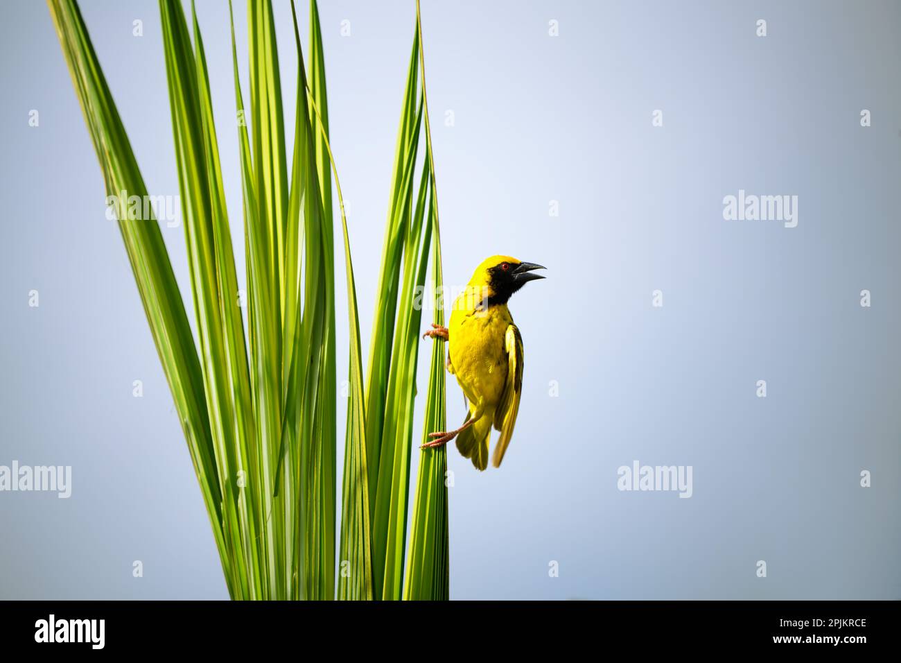 A male village weaver bird landed on a tropical tree to collect a ...