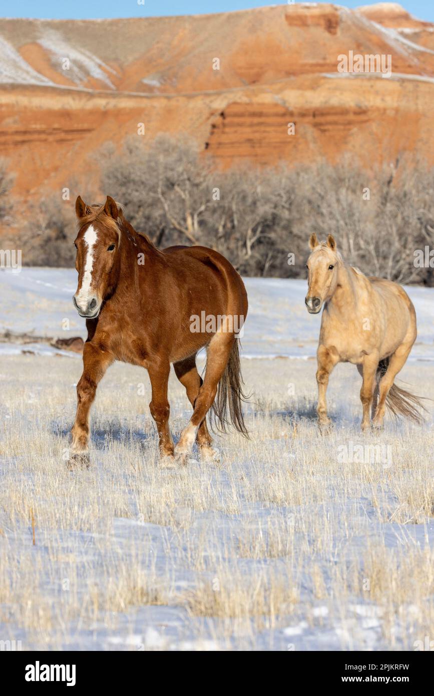 Gold horses head hi-res stock photography and images - Alamy