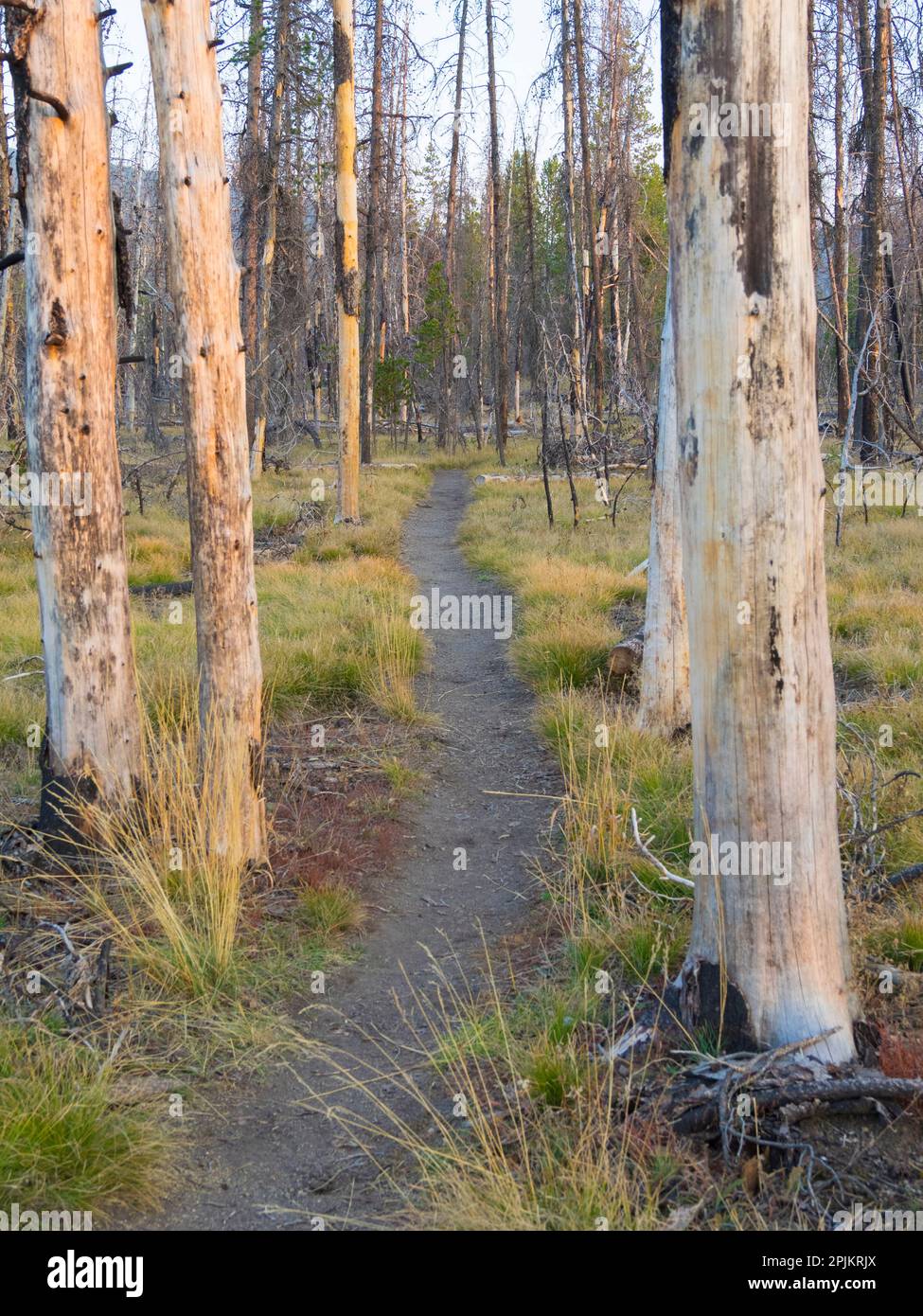 Wyoming, Grand Teton National Park. Trail through fire burned lodgepole ...