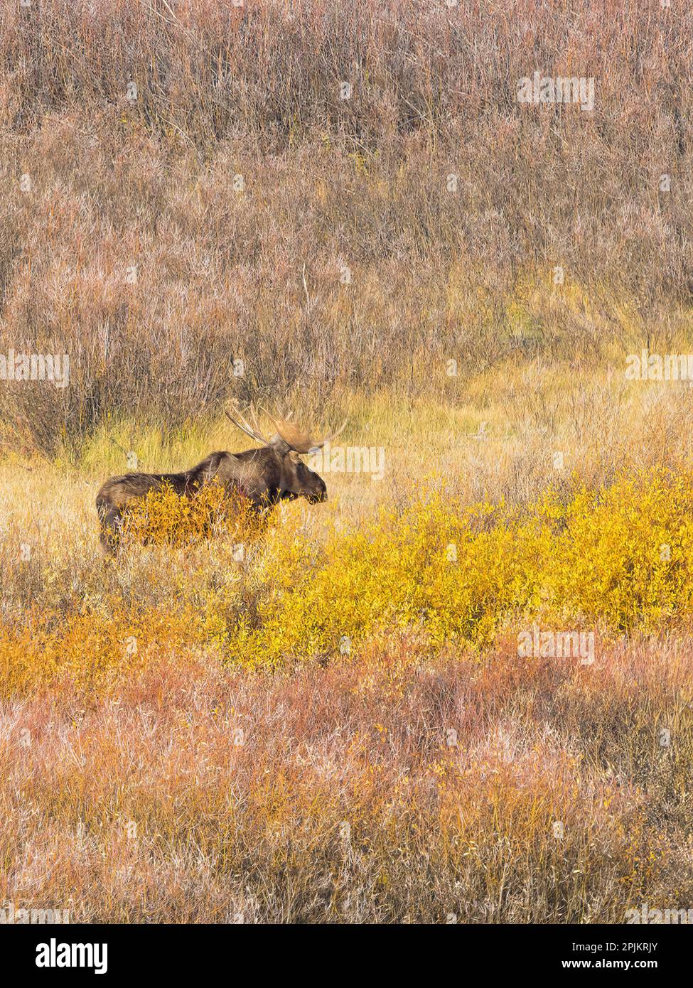 Wyoming, Grand Teton National Park. Willow Flats, bull moose Stock ...