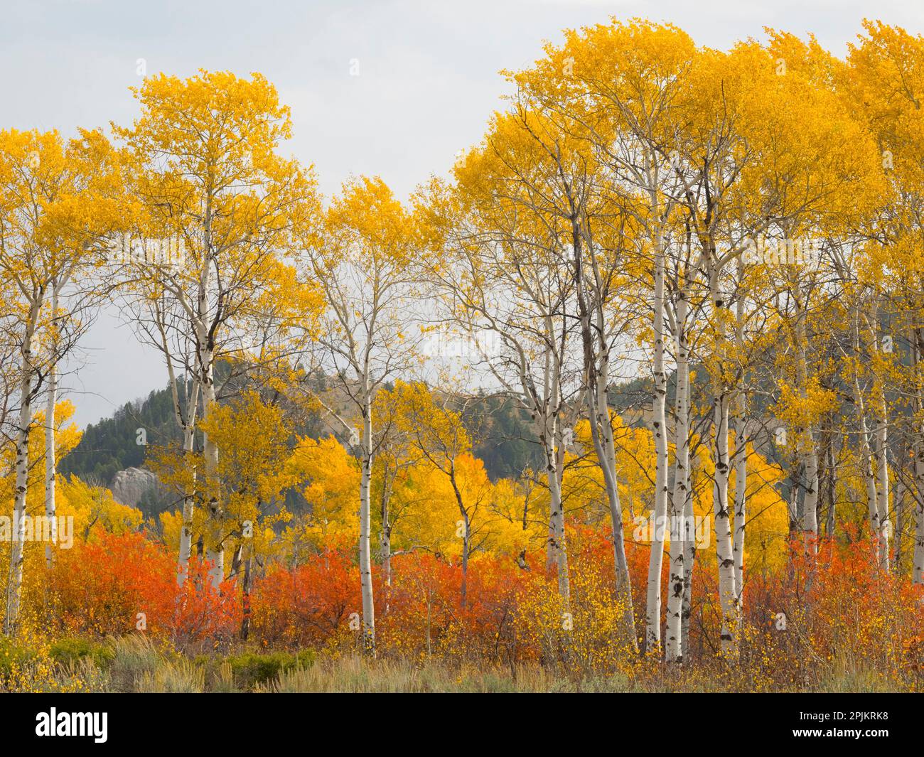 Wyoming, Grand Teton National Park. Golden Aspen trees Stock Photo - Alamy