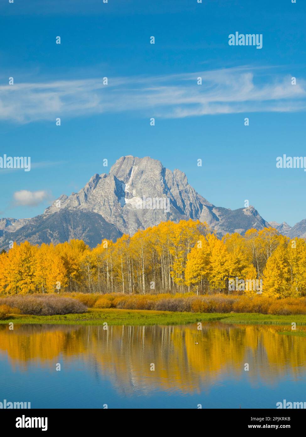 Wyoming, Grand Teton National Park. Mount Moran and golden Aspen trees ...
