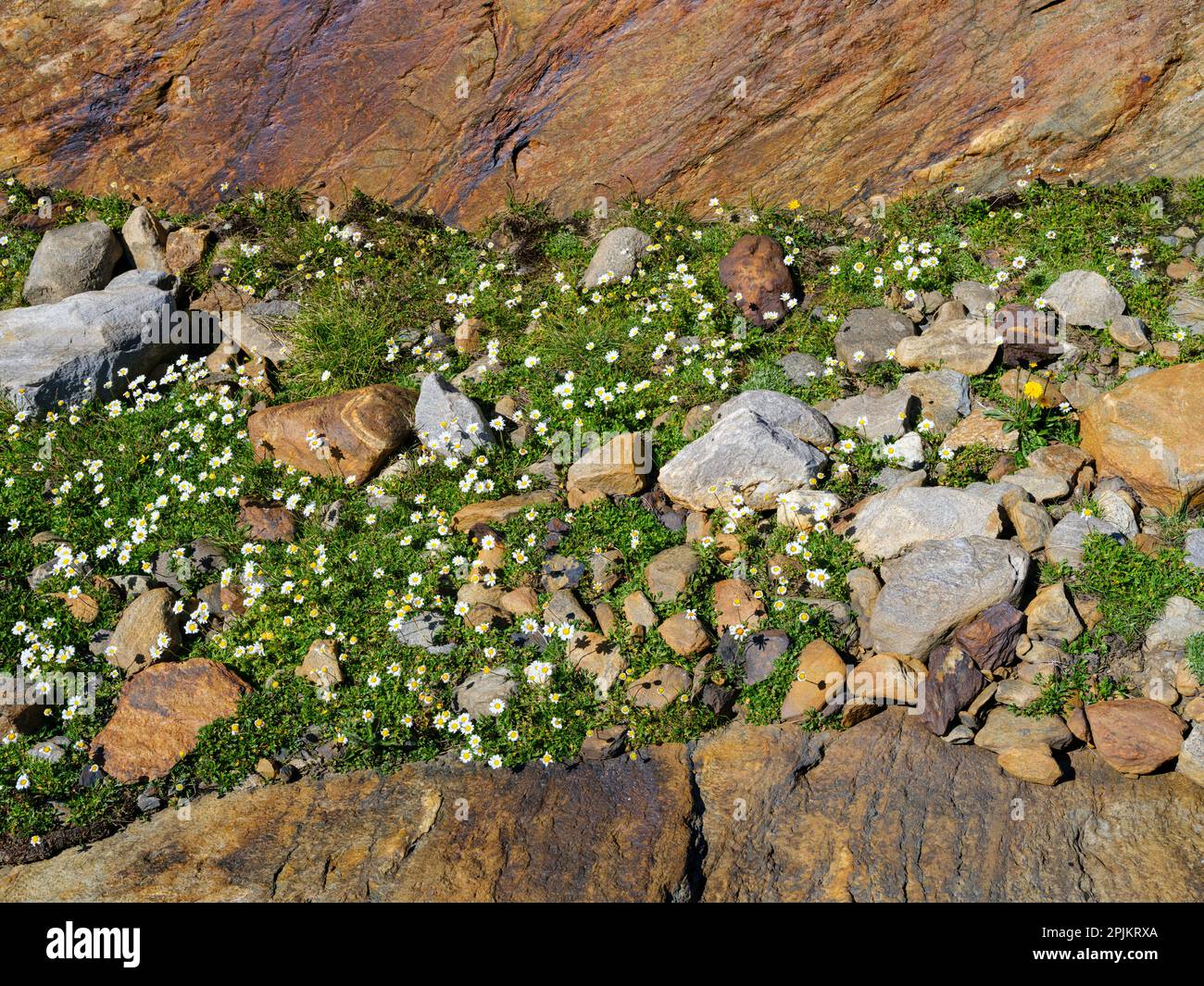 Alpine moon daisy growing on a typical location. Valley Gurgler Tal ...