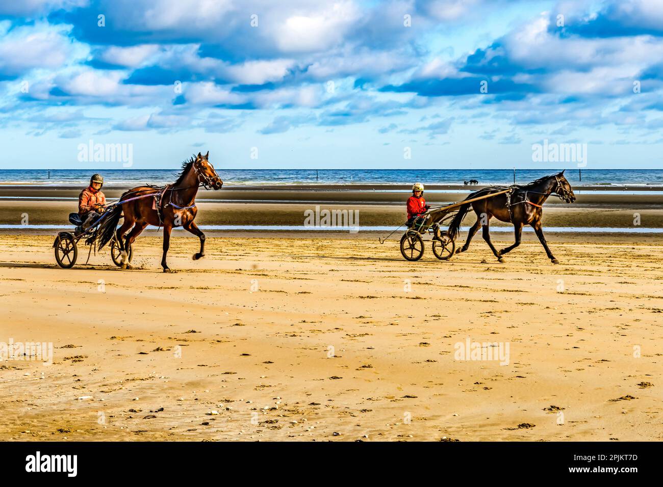 Sulkies harness racing, Utah Beach, Normandy, France. (Editorial Use ...