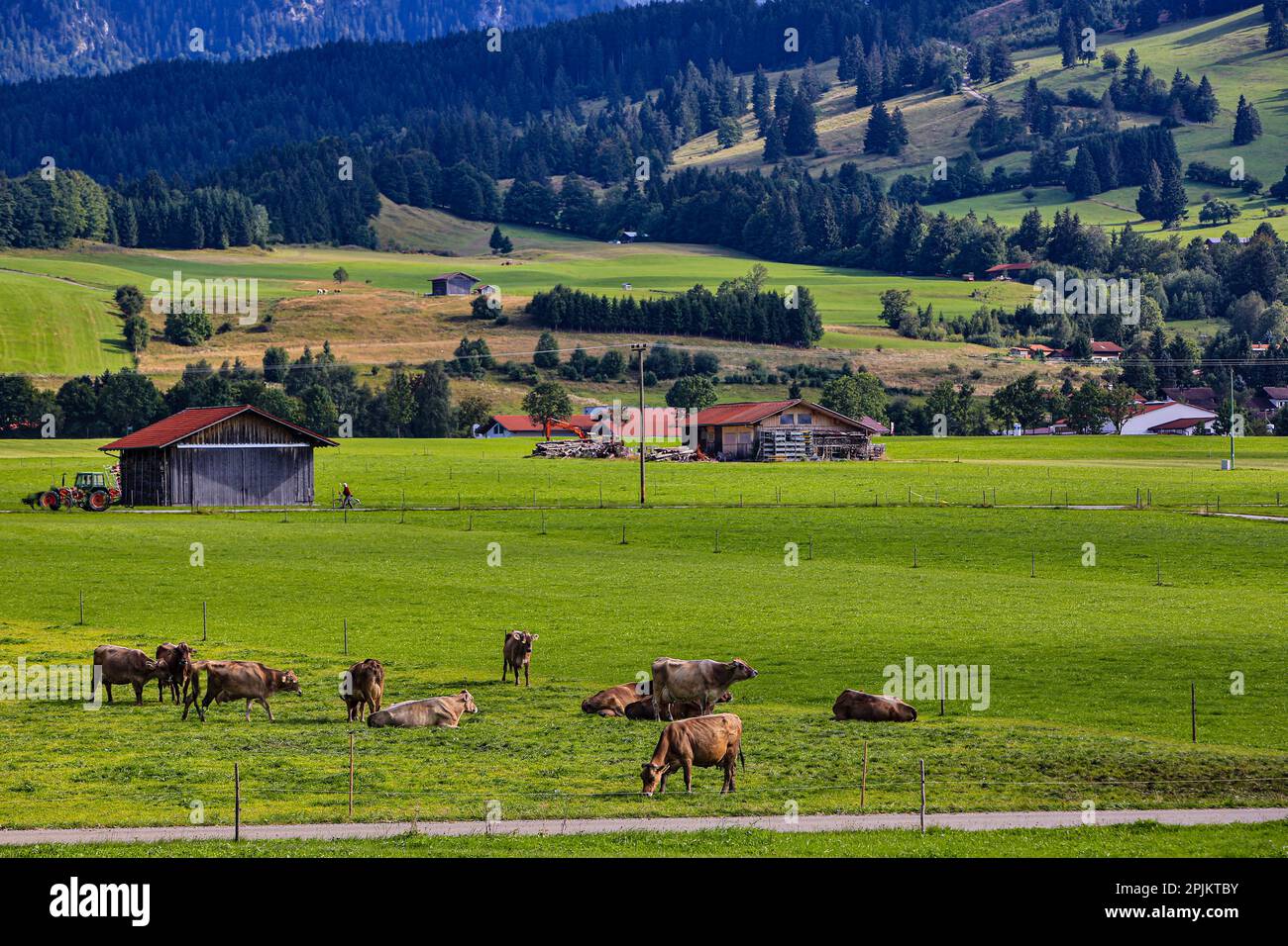 Bavaria, Germany. Cows on green pasture Stock Photo - Alamy