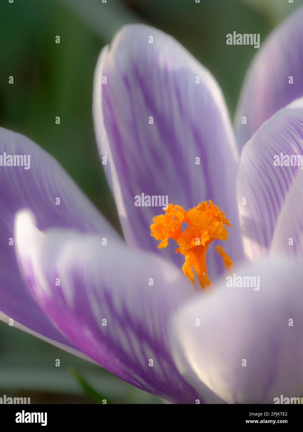 Crocus, variety Pickwick, Germany Stock Photo - Alamy