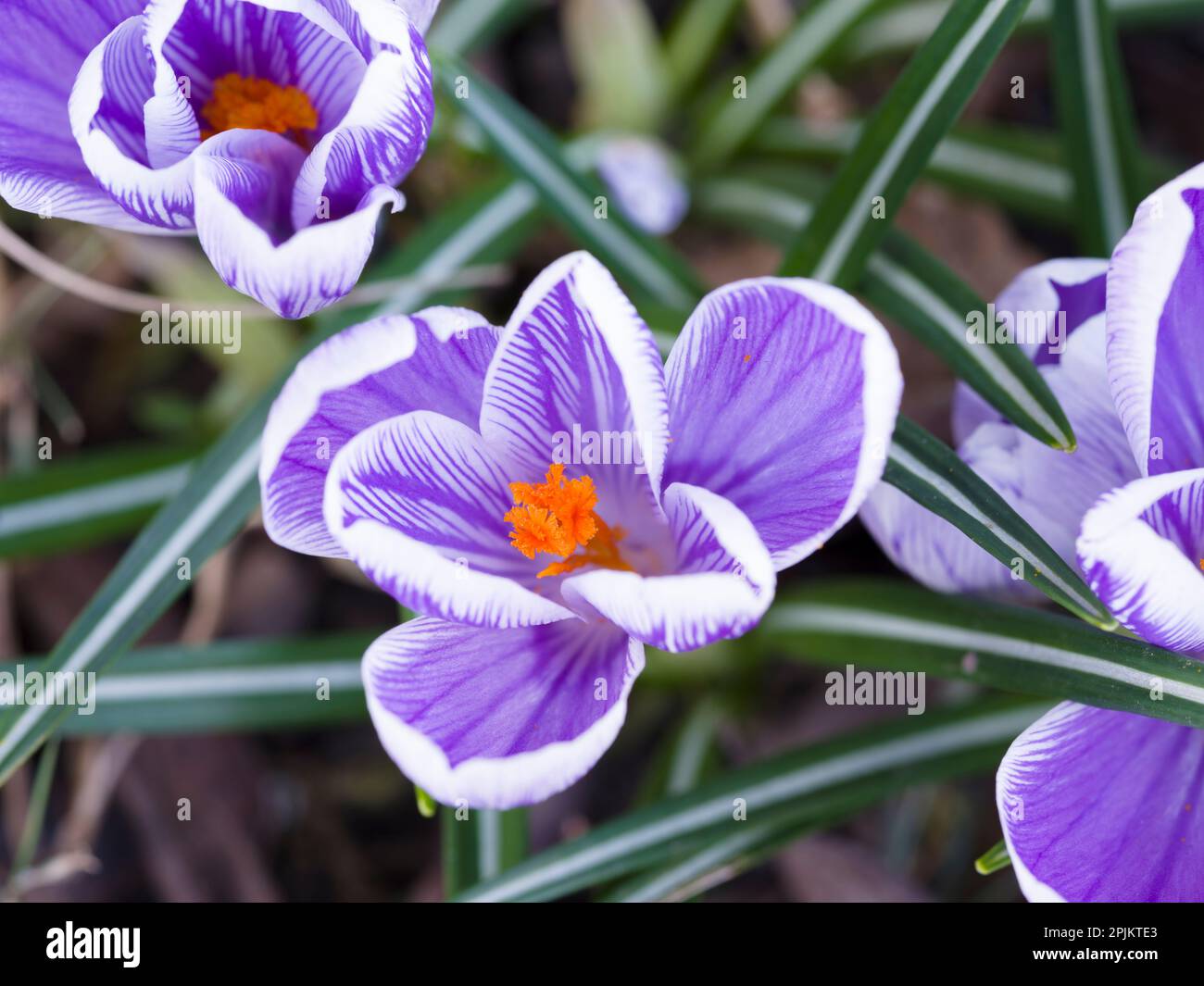 Crocus, variety Pickwick, Germany Stock Photo - Alamy