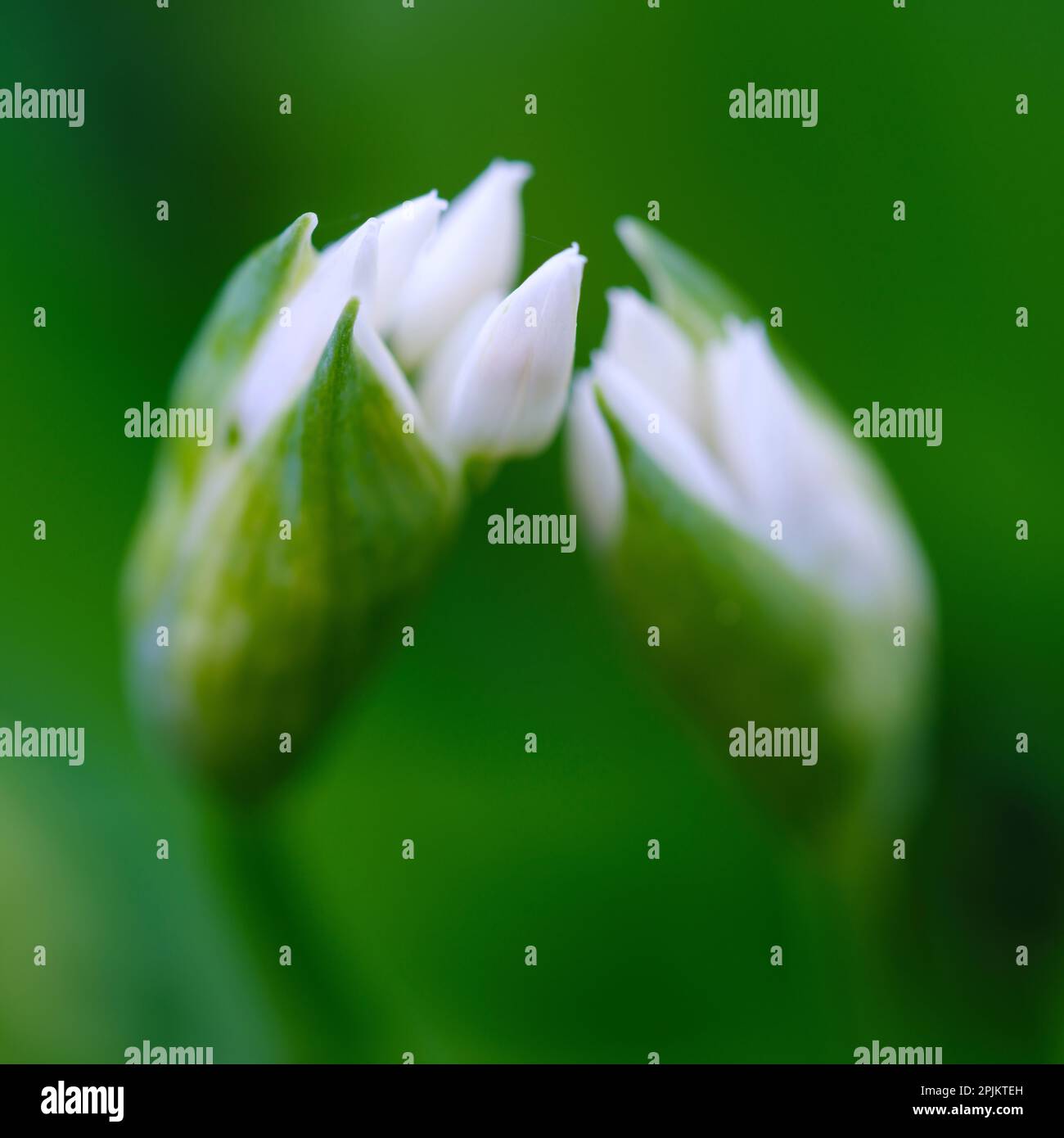 Wild garlic. Germany Stock Photo - Alamy
