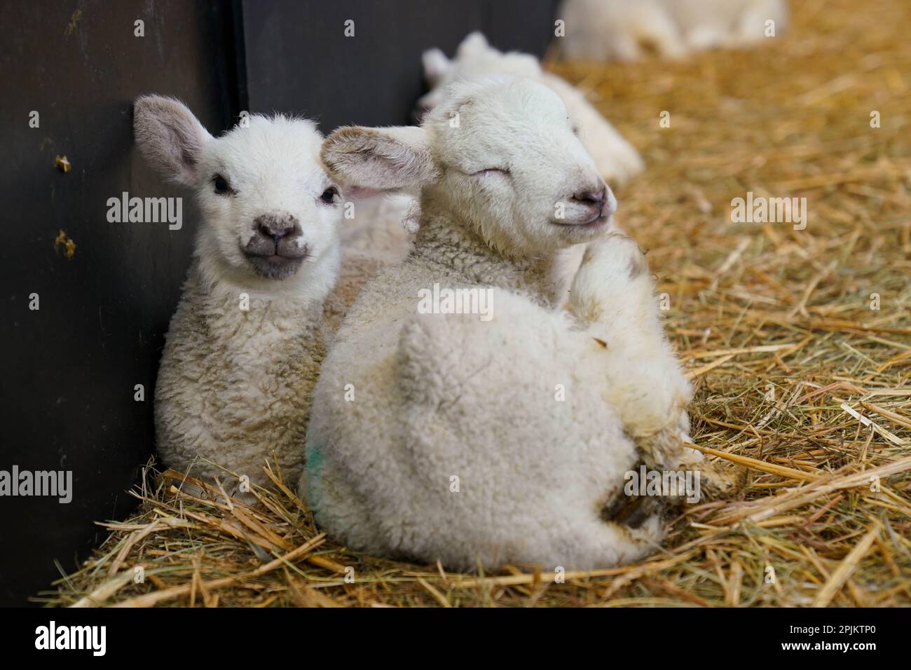 Newborn Spring Lambs on Nethermorton Farm at Moreton Morrell College in ...