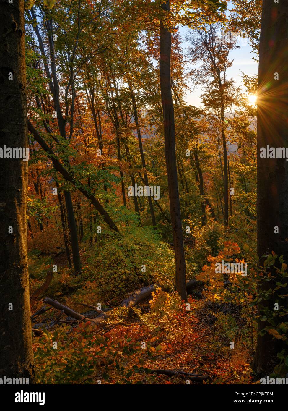 Autumn in the forest of the Koszeg mountains (Koszegi Hegyseg) near ...